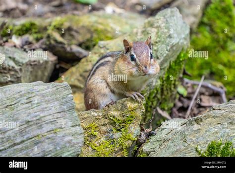 Cute Little Chipmunk With Full Cheeks Looks Around Near His Home In