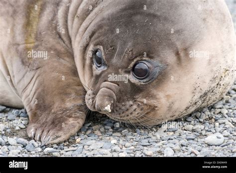 Newborn Elephant Seal