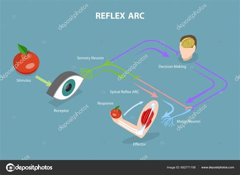 Reflex Arc Labeled Brain Model