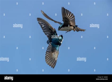 Tree Swallows Tachycineta Bicolor In Flight Carburn Park Calgary