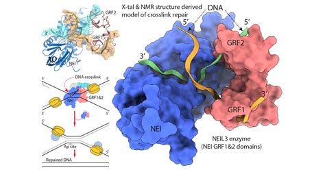 Protein Structure Elucidation At Walter Pemberton Blog