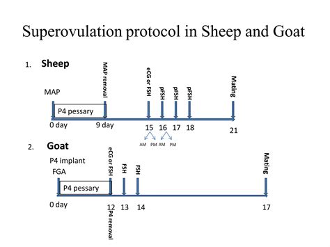 Synchronization And Superovulationpptx