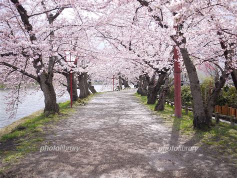 桜こみち 写真素材 無料 フォトライブラリー photolibrary