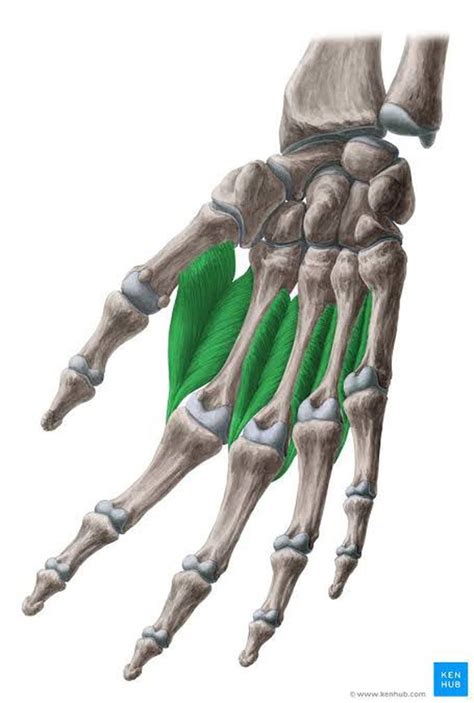 Interossei Muscles Medizzy