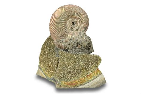 2 4 Iridescent Pyritized Ammonite Quenstedticeras Fossil Display 266859 For Sale