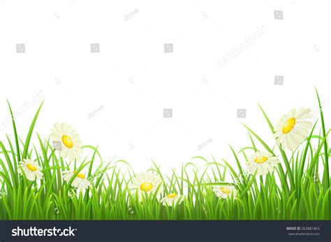 Green Grass Daisies On White Vector Stock Vector Royalty Free 262881863