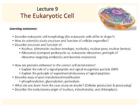 Eukaryotic Cell Structure And Function Lecture 9 Overview Studocu