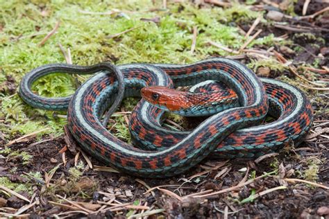 About Garter Snakes Alan Francis Garter Snakes Updated 2023