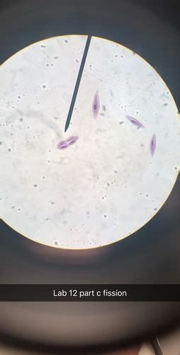 Practical Flashcards Quizlet