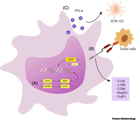 Induced Pluripotent Stem Cell Derived Engineered T Cells Natural