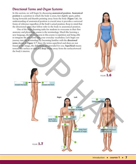 Lab 1 Directional Terms Diagram Quizlet