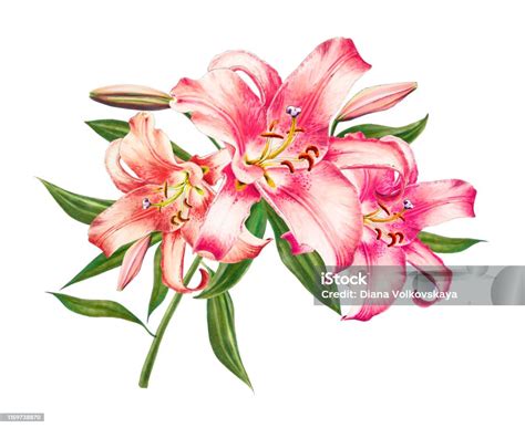 아름 다운 핑크 백 합 구성 꽃다발 플로럴 프린트 마커 그리기 0명에 대한 스톡 벡터 아트 및 기타 이미지 0명 개화기