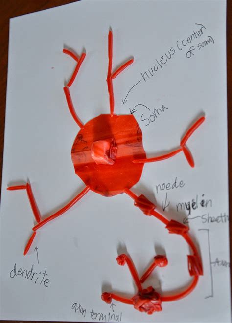 A Babe Of Fish Neuron Models With Licorice And Fruit Leather And Neural Connections Drawing