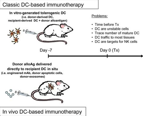Dc Based Approaches For Down Regulation Of The Anti Donor Response