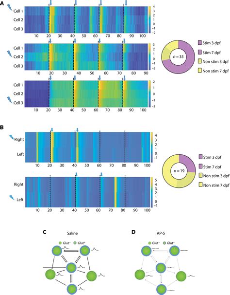 Synaptic Communication Mediates The Assembly Of A Self Organizing Circuit That Controls
