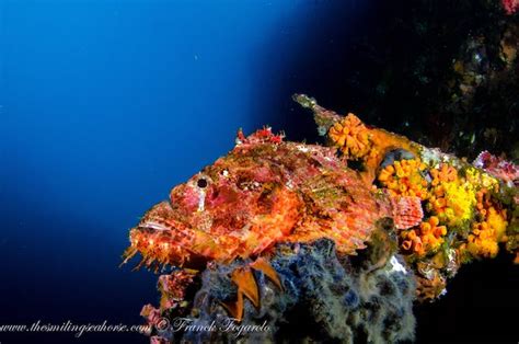 3 Species Of Scorpionfish That You Must Absolutely Differentiate
