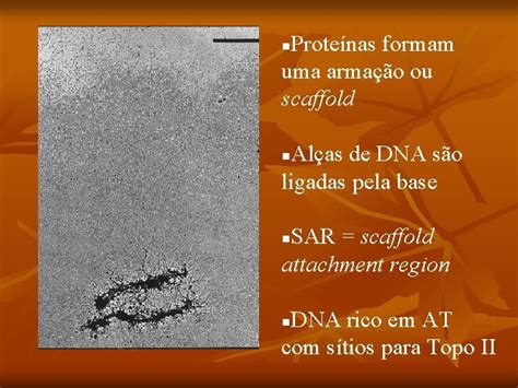 From The Chromosomal Loops And The Scaffold To
