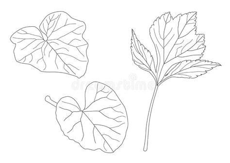 Leaves Line Single Leaf And Leaf Pattern Black Bring To Color Decorate