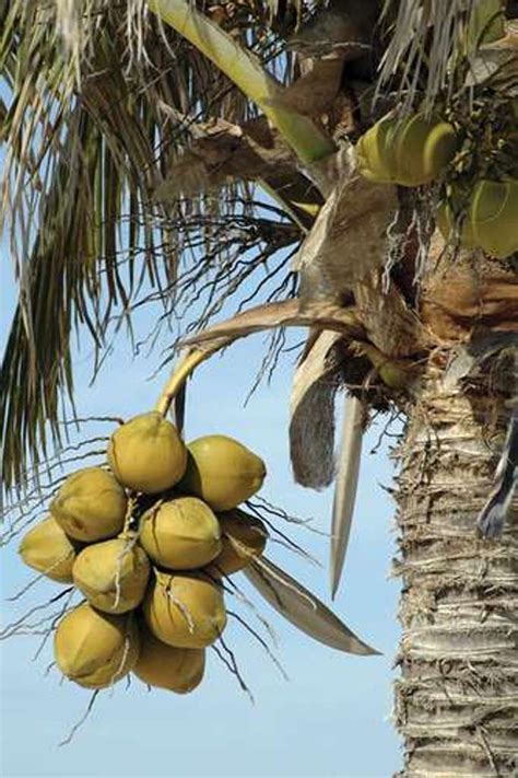 തെങ്ങ് കൃഷിയിലെ നാട്ടറിവുകൾ അറിയുക തെങ്ങിൻറെ മികച്ച വളർച്ചയ്ക്കും