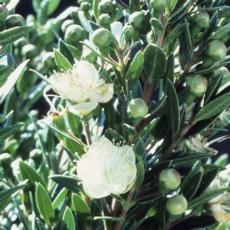 Dwarf Myrtle Compacta Myrtus Communis Mygardenlife