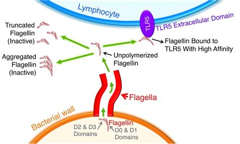 Proposed Model That Suggests Flagellin Innate Immune Response