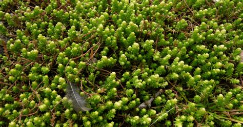 Sedum Sexangulare Zacht Vetkruid Bloemenpark Appeltern