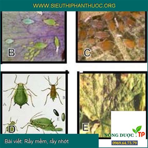 Những điều Cần Biết Về Rầy Mềm Rầy Nhớt SiÊu ThỊ PhÂn ThuỐc