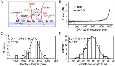 Stretching Single Dsdna Molecules A Schematic Of The Surface Based