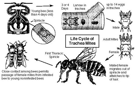 35 Best Images About Important Bee Charts On Pinterest Bee Pollen Honey Bees And Biology