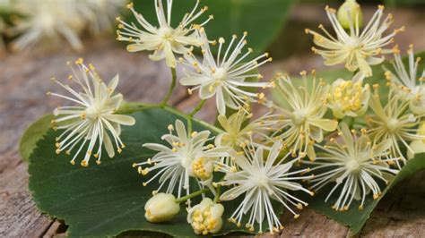 How To Make Linden Flower Infused Honey