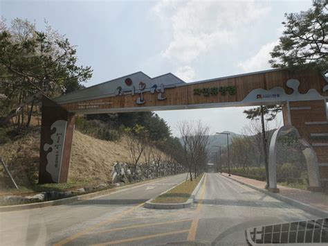 서운산 자연휴양림에서 즐긴 올해 마지막 벚꽃놀이 Chadorricom