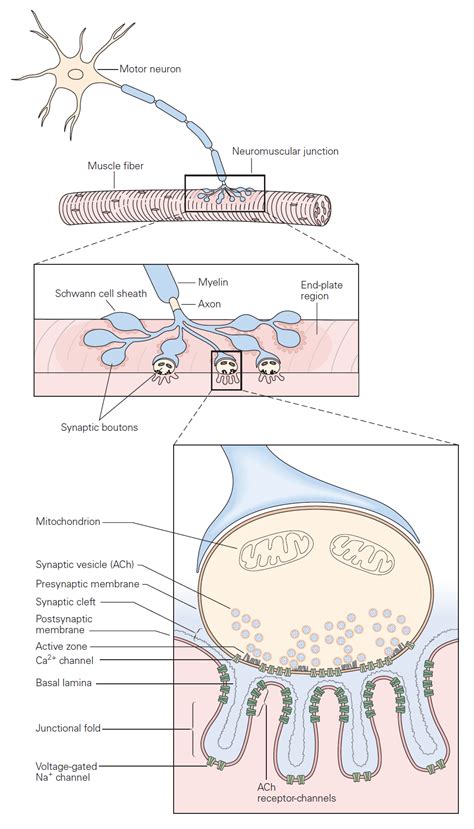 Postsynaptic Neurotransmitter Receptors