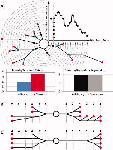 Automated Sholl Analysis Of Digitized Neuronal Morphology At Multiple