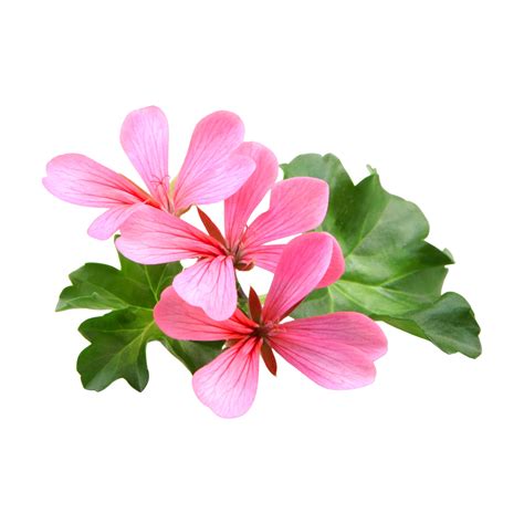 Pelargonium Harker Herbals Usa