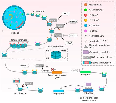 Epigenetics Vs Genetics