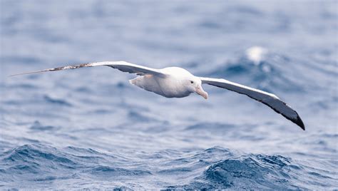 Snowy Albatross The Largest Flying Bird By Wingspan Is A Master Of