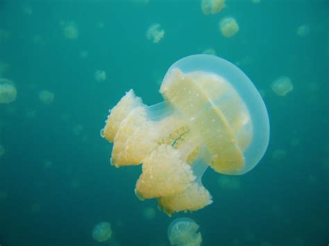 Cnidaria The Diversity Of Invertebrate Phylom