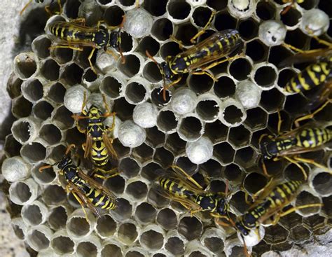 When Are Wasps Most Active Pest Defence