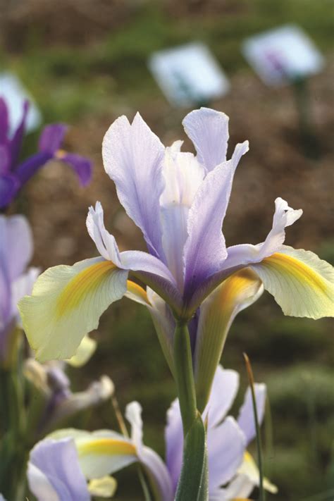 Iris Pictures National Garden Bureau