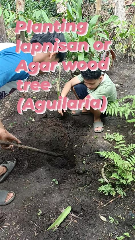 A Lapnisan Tree Is A Filipino Term For An Agarwood Tree Aquilaria It