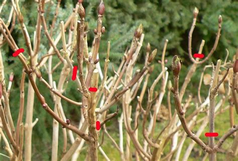 Pruning Hydrangea Prune Your Hydrangea Right Hydrangea
