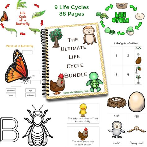 Life Cycle Printables Bundle Natural Beach Living