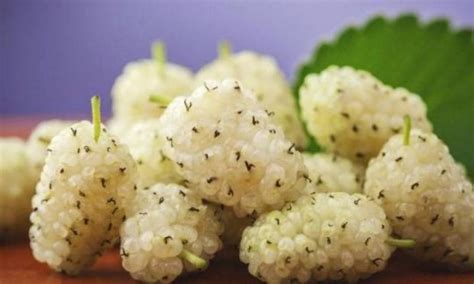 თუთა ეს აუცილებლად უნდა იცოდეთ