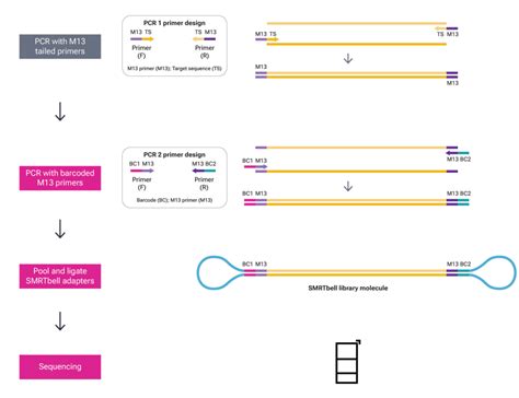Decrease Your Cost Per Sample With Multiplexing PacBio