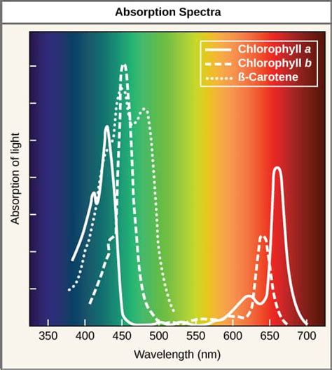 Fluorescent Light Spectrum For Plants Fluorescent Light Spectrum For Plants