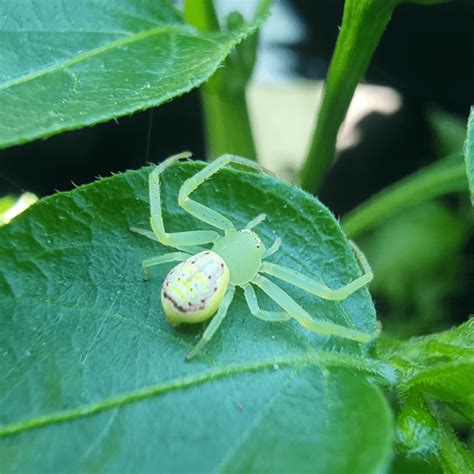 Spider On Chilli Plant Brisbane Raustralianspiders