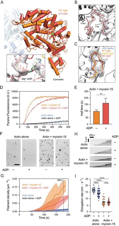 Adp Bound Myosin 15 Locks The D Loop Blunting F Actin Stimulation A
