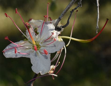 Bauhinia Hookeri Emerald Botanic Garden Qld 230922 Flickr