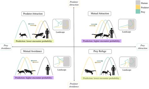 The Influence Of Human Activity On Predatorprey Spatiotemporal Overlap Van Scoyoc 2023