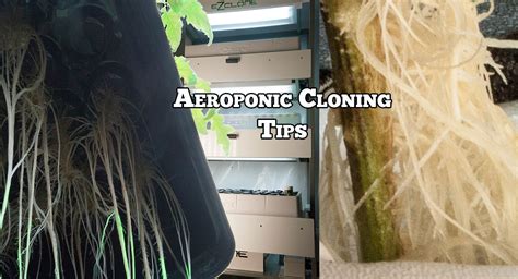 Aeroponic Cloning Tips Grozine